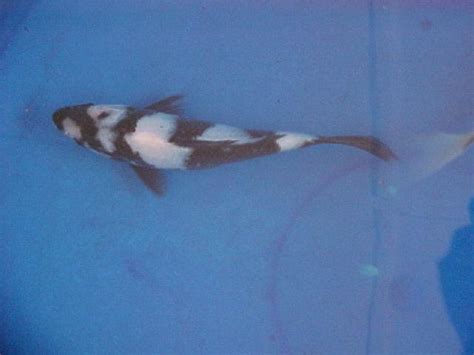 Shiro Utsuri Development Page 3