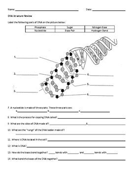 DNA Structure Review By Staying Afloat TPT