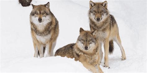 Do Wolves Hibernate Discover Now Cool Wood Wildlife Park