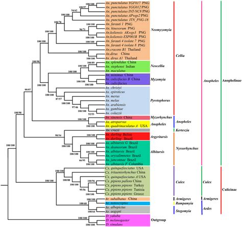 reconstruction of phylogenetic tree determined by raxml rapid bootstrap