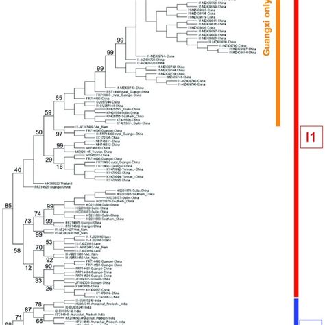 Dendrogram Including 121 Full Sequences Of Genotype I Subtypes I1 And Download Scientific