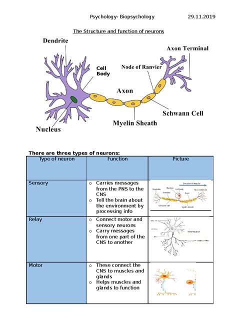 The Structure And Function Of Neurons Psychology Biopsychology 29 The Structure And Function