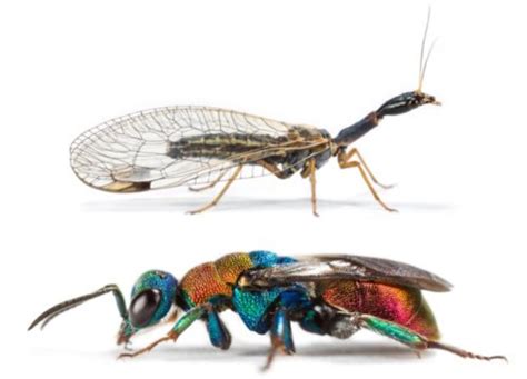 Insect Evolution Revealed Asian Scientist Magazine