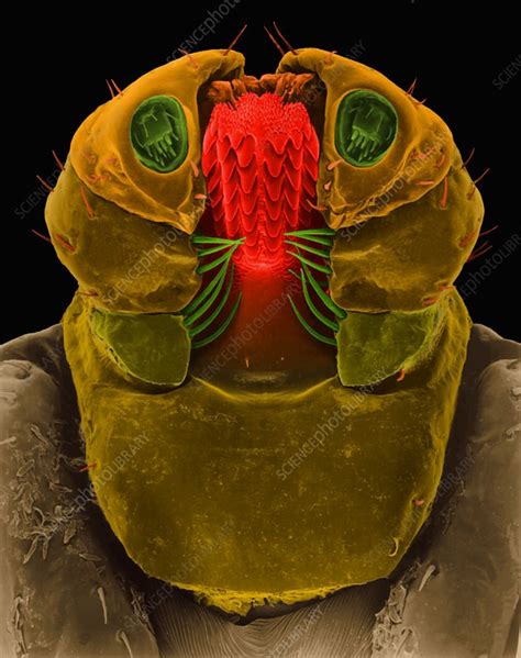 Dermacentor Variabilis Anatomy
