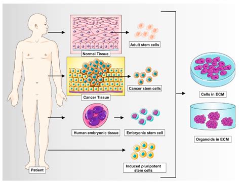Organoids Free Full Text Why Can Organoids Improve Current Organ On