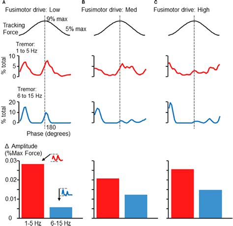 Phase Dependent Force Tremor In Simulation The Simulated Fds Muscle