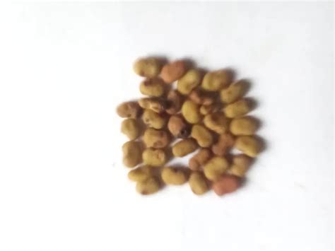 Kathuru Murunga 10 Seeds For Cultivation Darazlk