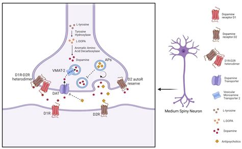 Dopamine Receptors Schizophrenia