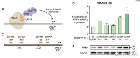 干货 CRISPR Cas9基因编辑技术引发舆论轰动的原因 搜狐大视野 搜狐新闻