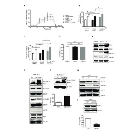 The Jak2 V617f Mutation Endowed Cells With An Increase In Glycolysis Download Scientific