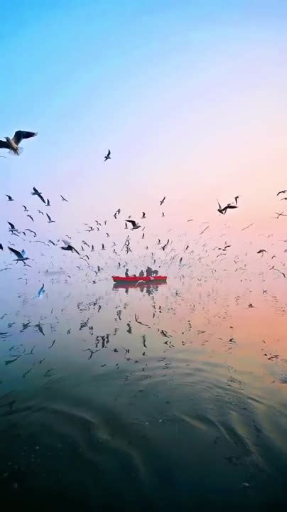 [video] Vikram Suryavanshi On Linkedin Beauty In Chaos 🐦🐦