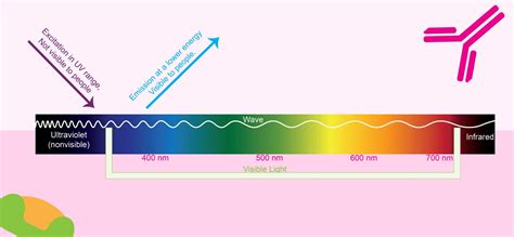 All About Fluorometric Detection Assays Goldbio