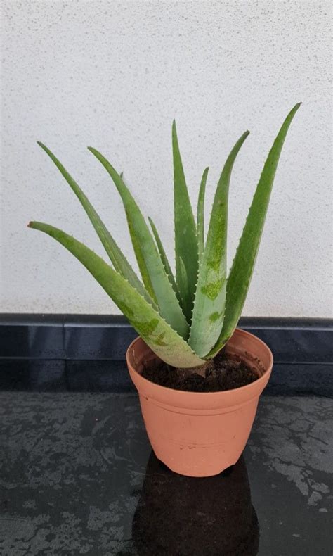 Edible Aloe Vera Furniture And Home Living Gardening Plants And Seeds On