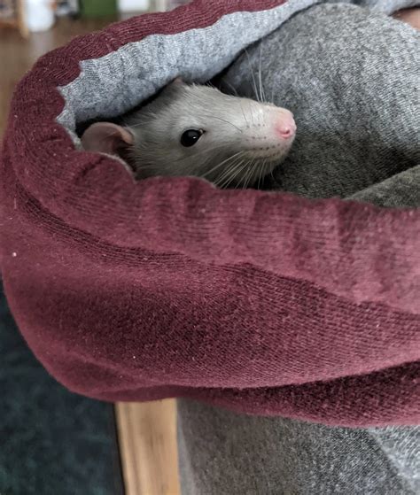 A Wild Hood Rat Has Been Spotted 👀 Scrolller