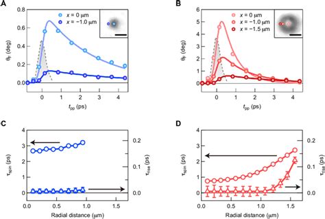 Spatially Dependent Dynamics Of Spin Polarized Exciton Population A