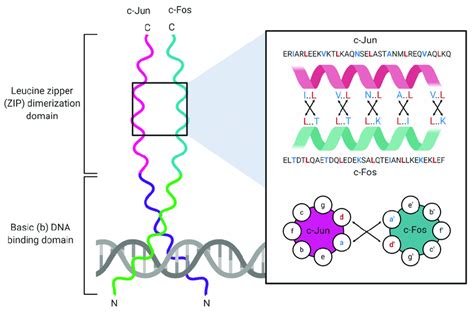 Structure Of The C Jun C Fos Heterodimer The C Jun C Fos Complexes