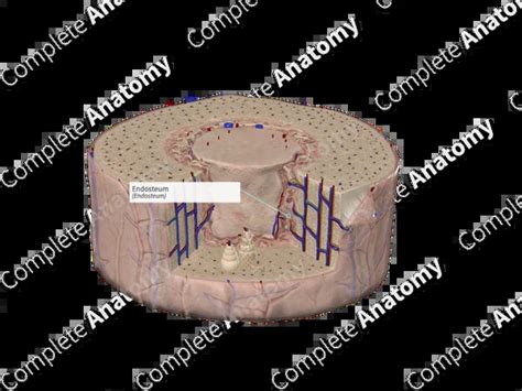 Endosteum Complete Anatomy