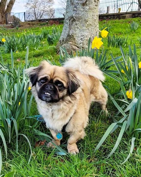 Long Haired Pug Myth Or Truth Everything You Need To Know