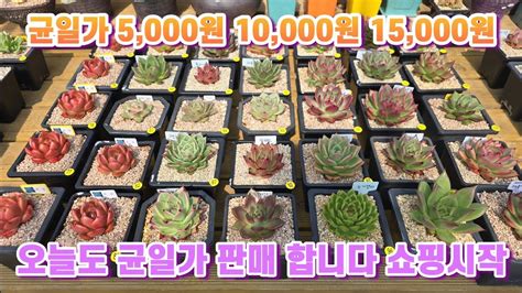 오늘도 변함없이 균일가 쇼핑의 시간이 왔습니다 이쁜아가들 특별한 가격으로 만나보세요 묵둥이 창 다육이 귀둥이 균일가 가미다육 달콤한총각다육 Youtube