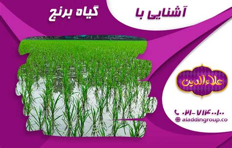 مشخصات گیاه برنج و اجزای مختلف آن