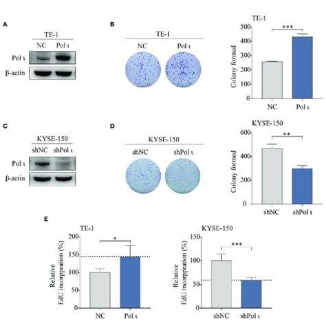 Pol I Promotes Escc Cell Proliferation In Vitro A C Download