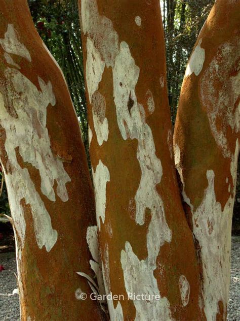 Luma Apiculata Esveld Shop