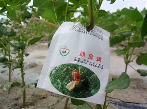 紅蜘蛛防得好老婆回家早柑橘紅蜘蛛防治方法 每日頭條