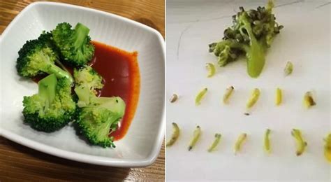 브로콜리와 함께 벌레를 같이 먹고있었습니다 브로콜리 이물질 깨끗하게 없앨 수 있는 세척법 뉴스yum