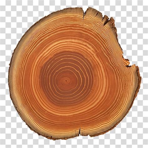 Premium PSD Wooden Platform Wooden Texture Tree Rings