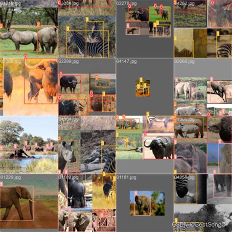 基于深度学习的高精度野生动物检测识别系统PyTorch Pyside YOLOv 模型