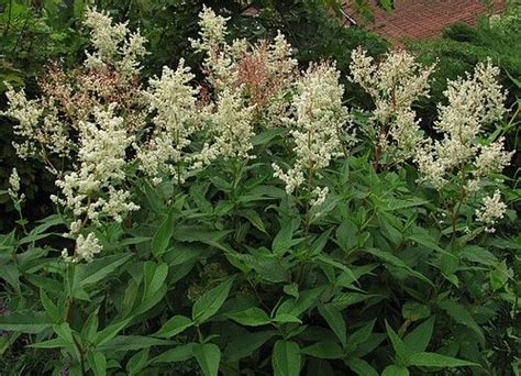 Polygonum Polymorphum Vivaces Feuillage Blog