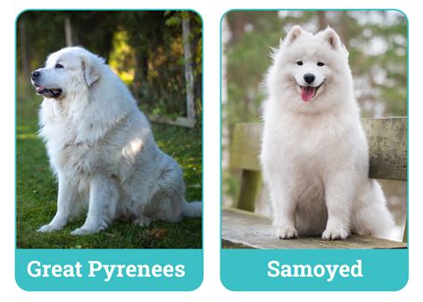 Samoyed Size Comparison Samoyed Dogs Breed Information Temperament