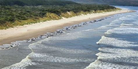 Nog 230 Walvisse Gestrand Op Tasmanië Strand Find It