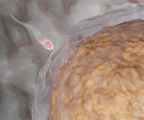 The Fertilization Process A Sperm Cell Joins With An Egg Stock Illustration Illustration Of