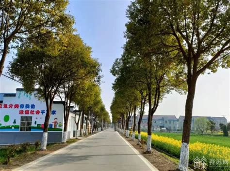 如皋江安镇：“五部曲”推进四好农村路提质增效我苏网