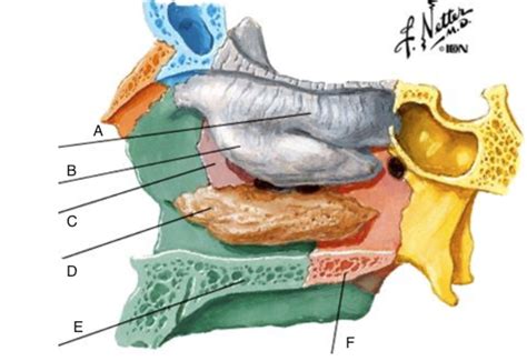 Skull Nasal Conchae Exposed Sagittal Section Diagram Quizlet