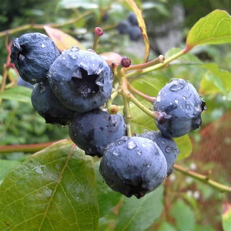 Jersey Blueberry Fruit Bulb At Harry Leslie Blog