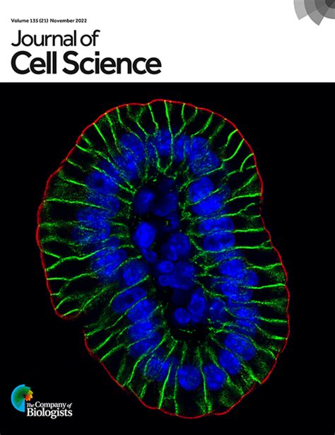 Lifting The Lid On Cilium Disassembly Journal Of Cell Science The