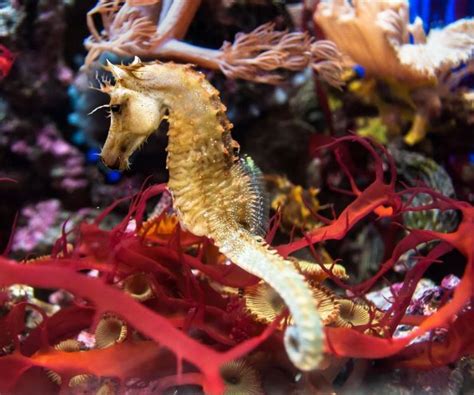 해마 꿈 해몽의 의미 나오는 보는 잡는 죽이는 키우는 먹는