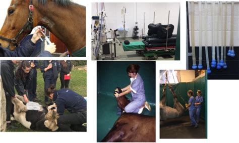 Balanced Anaesthesia Across Species Flashcards Quizlet