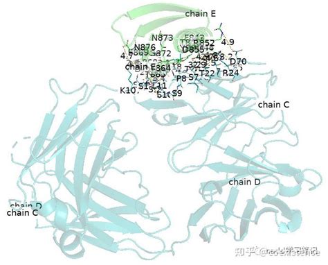 Pymol自动显示蛋白 蛋白相互作用 知乎