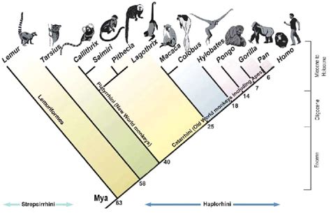 4 Osteology And Fossil Record Based Phylogenetic Tree Showing Evolution Download Scientific