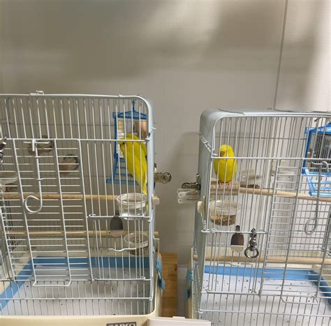 健康診断を受けてきました Bridge for the birds