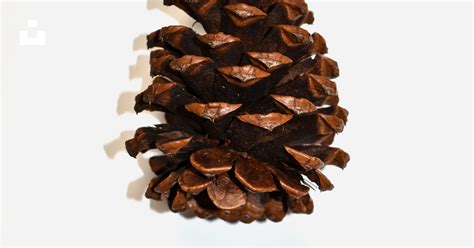 흰색 바탕에 갈색 소나무 콘 사진 Unsplash의 무료 갈색 이미지