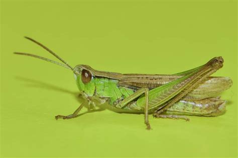 10 Tiny Green Bugs That Could Be Bugging You This Summer How I Get Rid Of