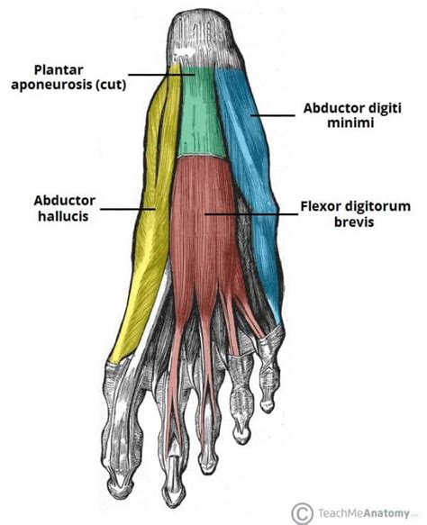 Flexor Digitorum Brevis Actions Attachments Teachmeanatomy
