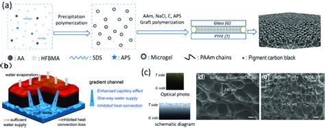 A Fabrication Process Of A Gradient Structured Hydrogel Via The G T Download Scientific