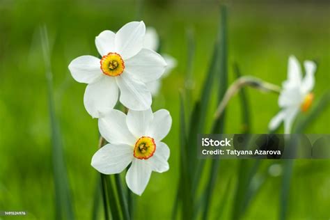 하얀 수선화는 공원에 꽃을 피운다 봄에는 밝은 녹색 잔디입니다 수선화 꽃 클로즈업 초점이 흐려진 보케 선택적 초점 피 꽃무늬