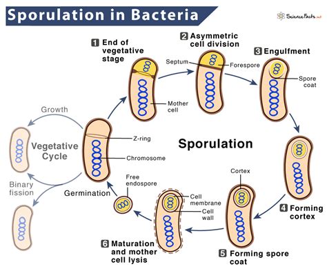 Bacterial Spore Formation