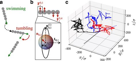 Run And Tumble Polymers In A Dilute Environment Sketch Of The A Download Scientific Diagram